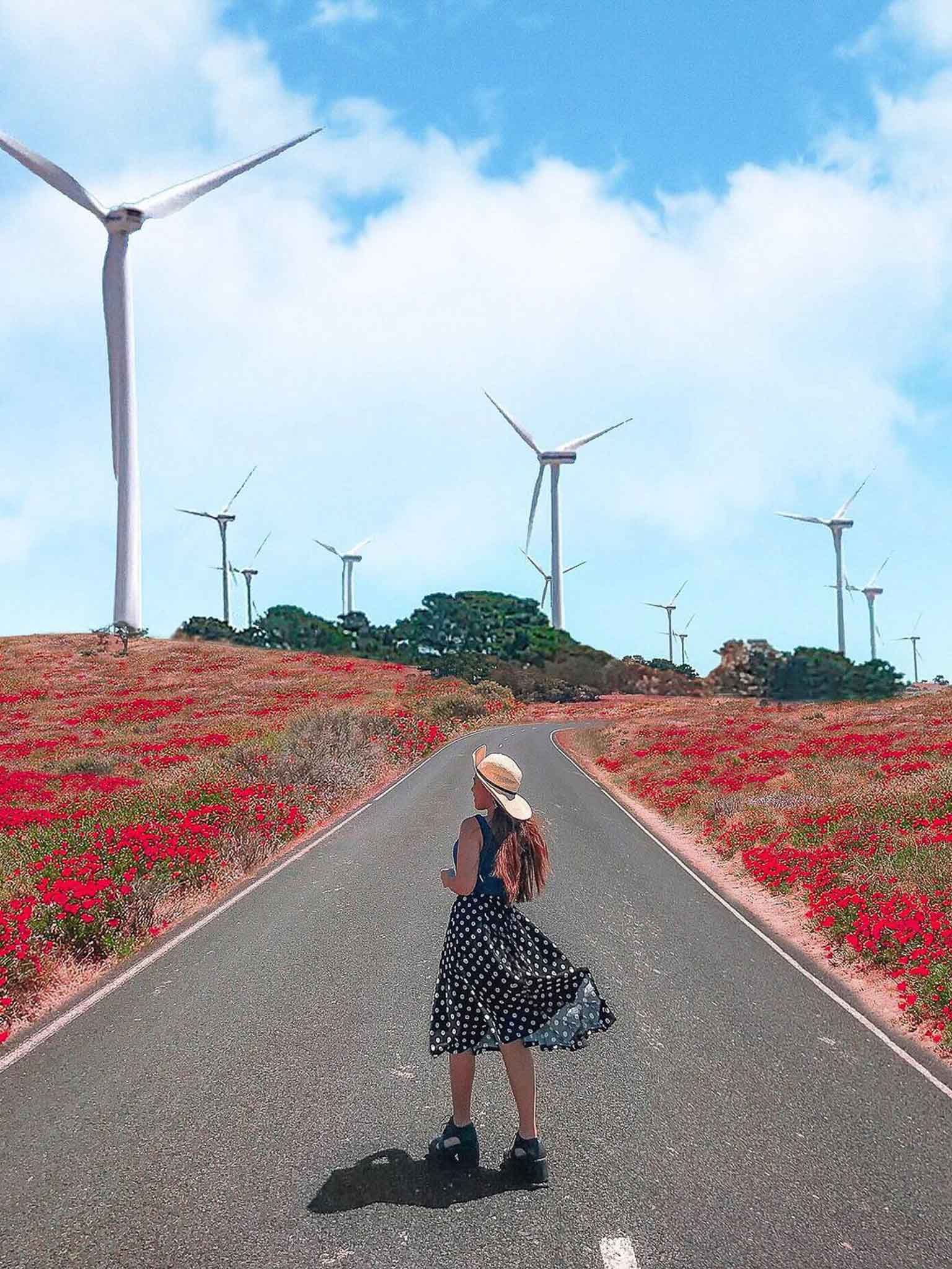 Best Scenic Drives on The Limestone Coast