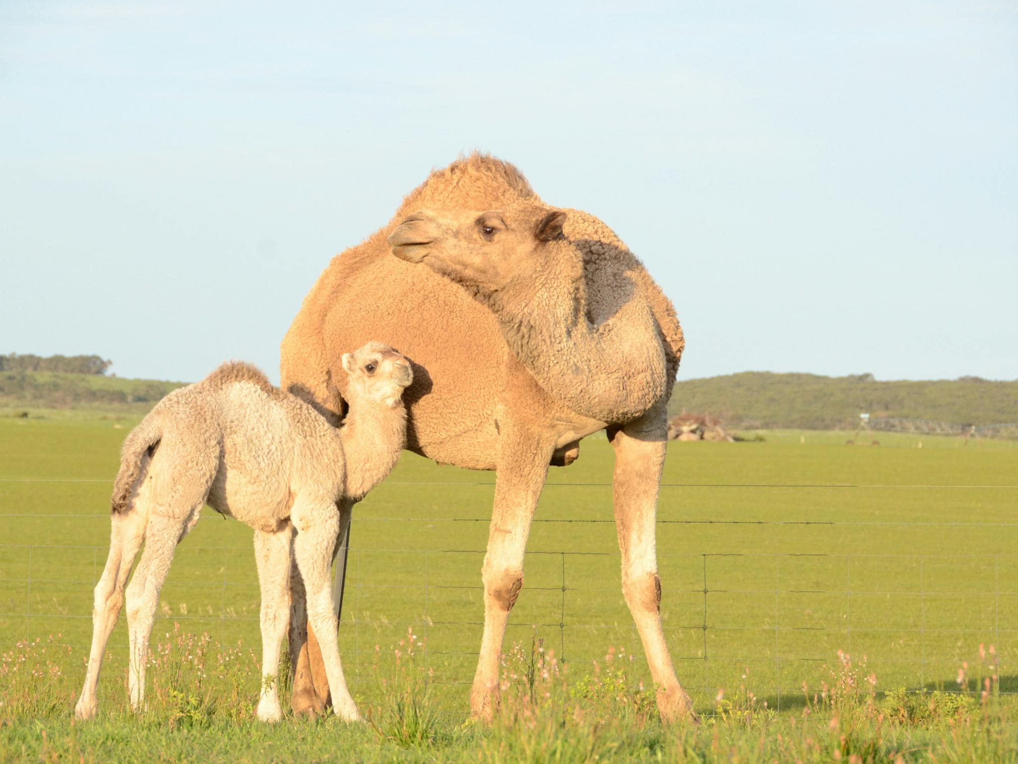 Humpalicious Camel Farm Robe SA - Limestone Coast