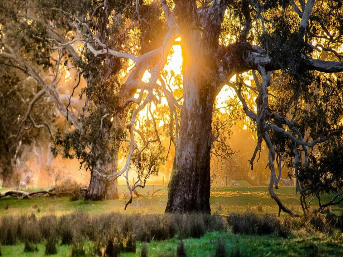 Walk the Limestone Coast - Limestone Coast