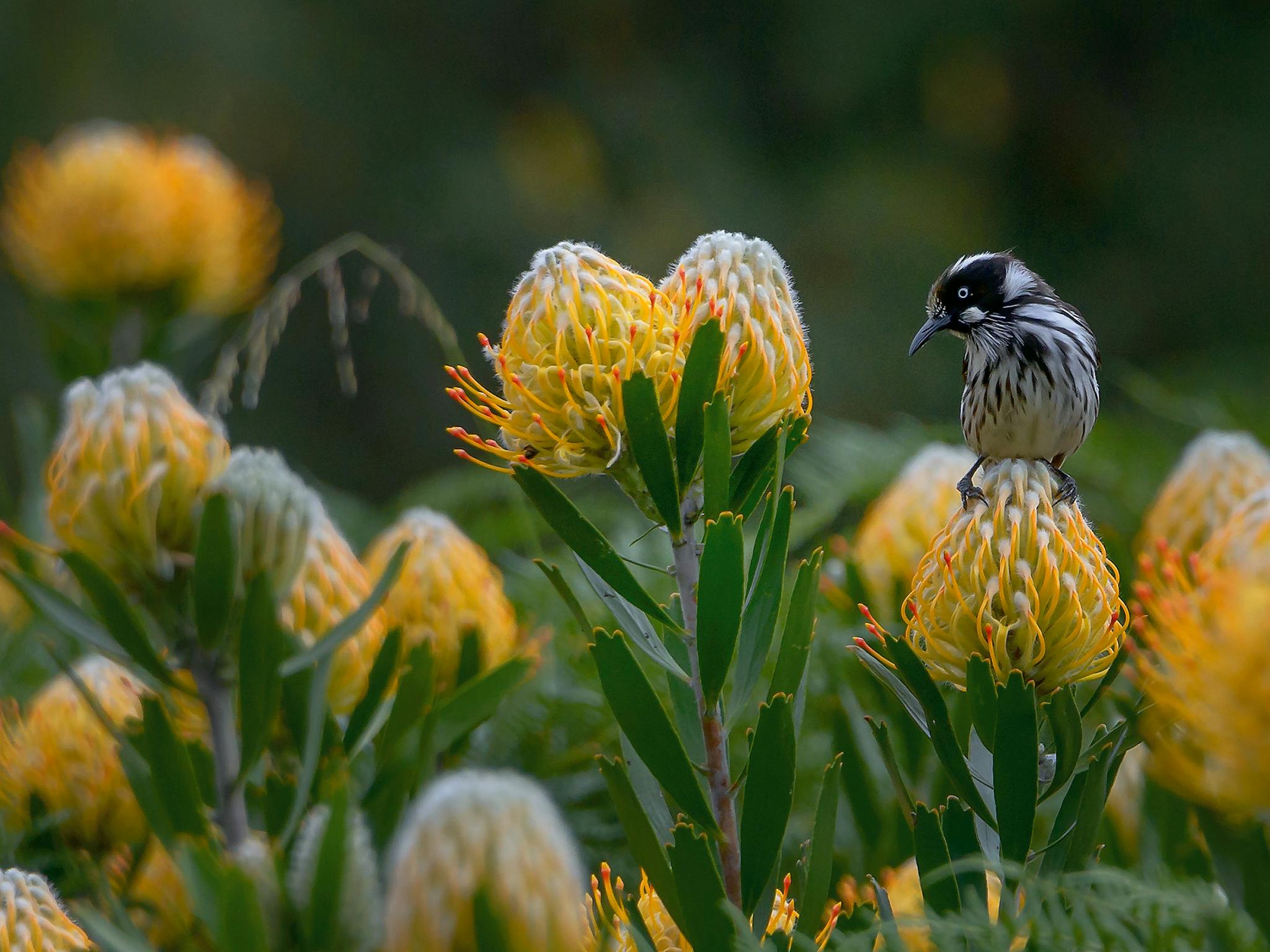 Furner & Ken Stuckey Arboretum - Limestone Coast