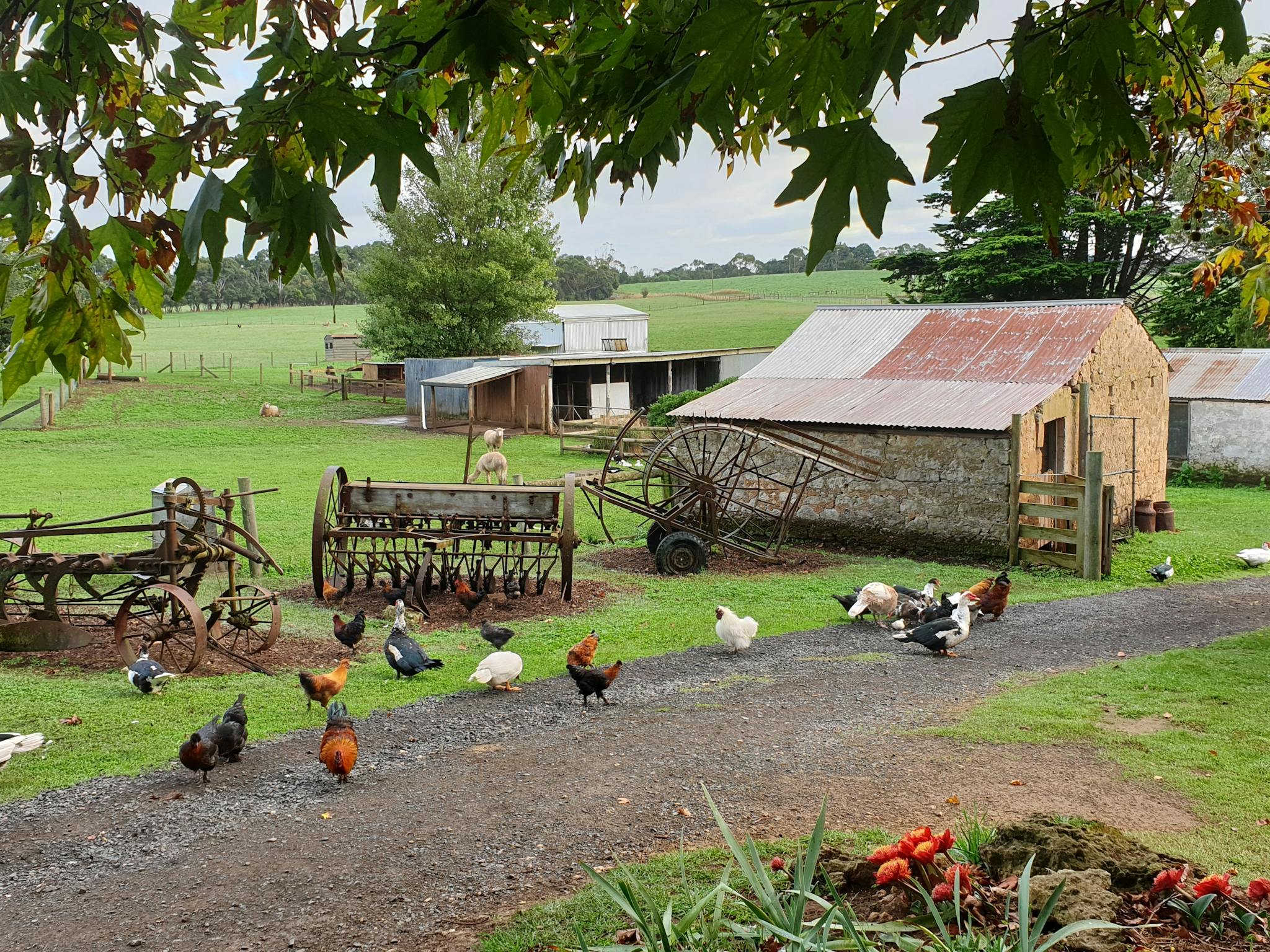 Echo Farm - Limestone Coast